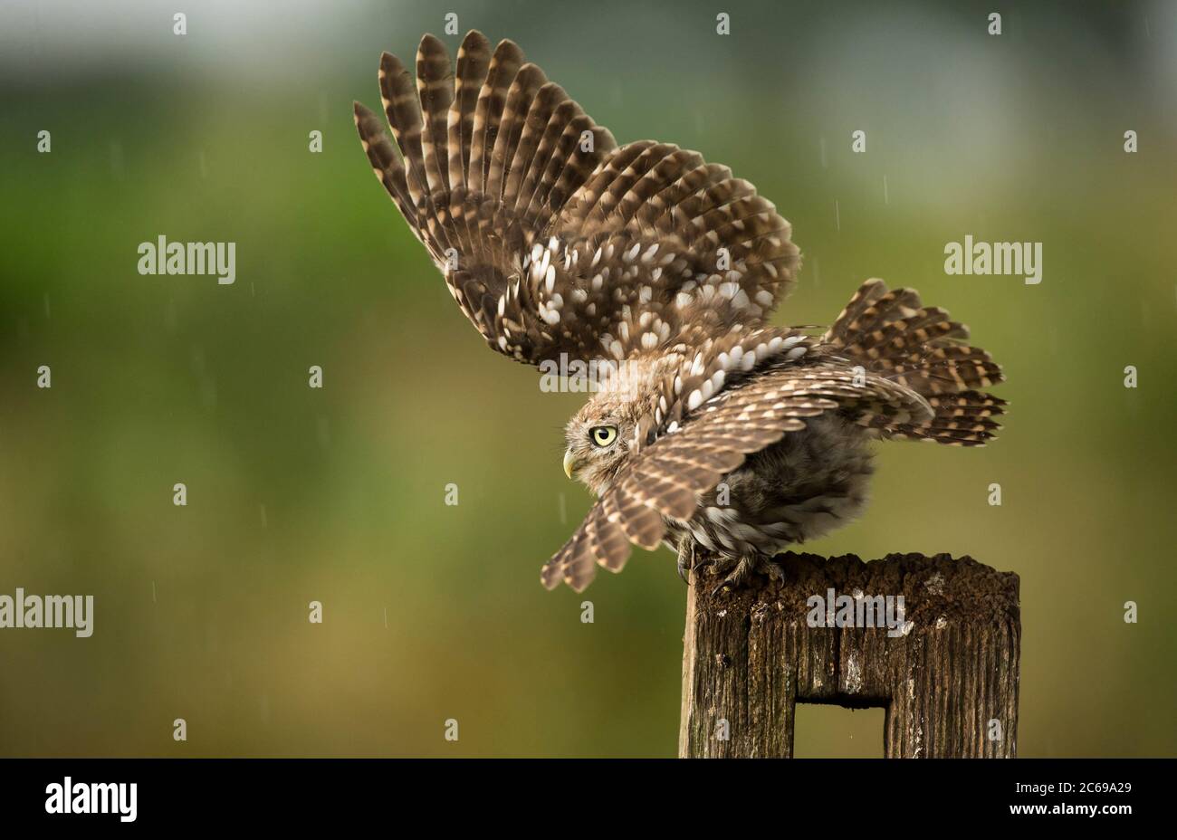 Raining on owl hi-res stock photography and images - Alamy