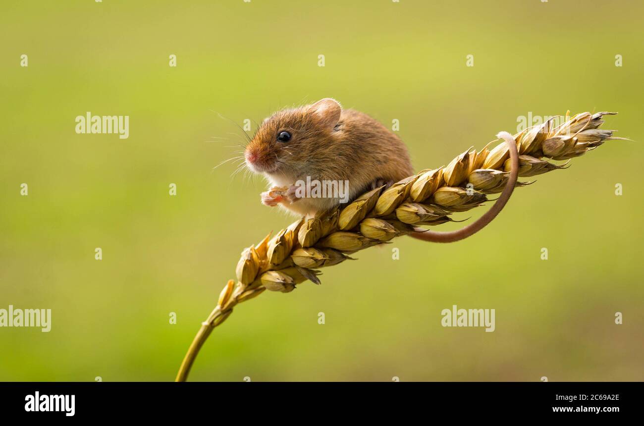 Field mouse ear macro hi-res stock photography and images - Alamy