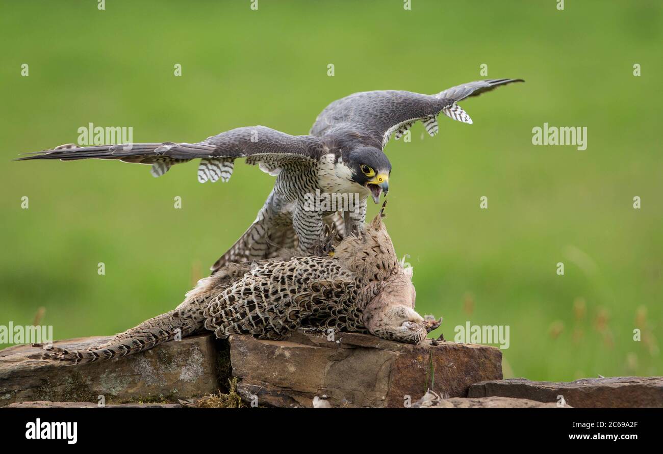 Female Peregrine falcon eating a dead bird, Indiana, USA Stock Photo ...
