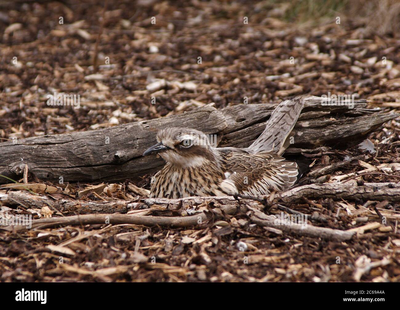Bush Stone-Curlew (Burhinus grallarius), also known as Bush Thick-knee ...