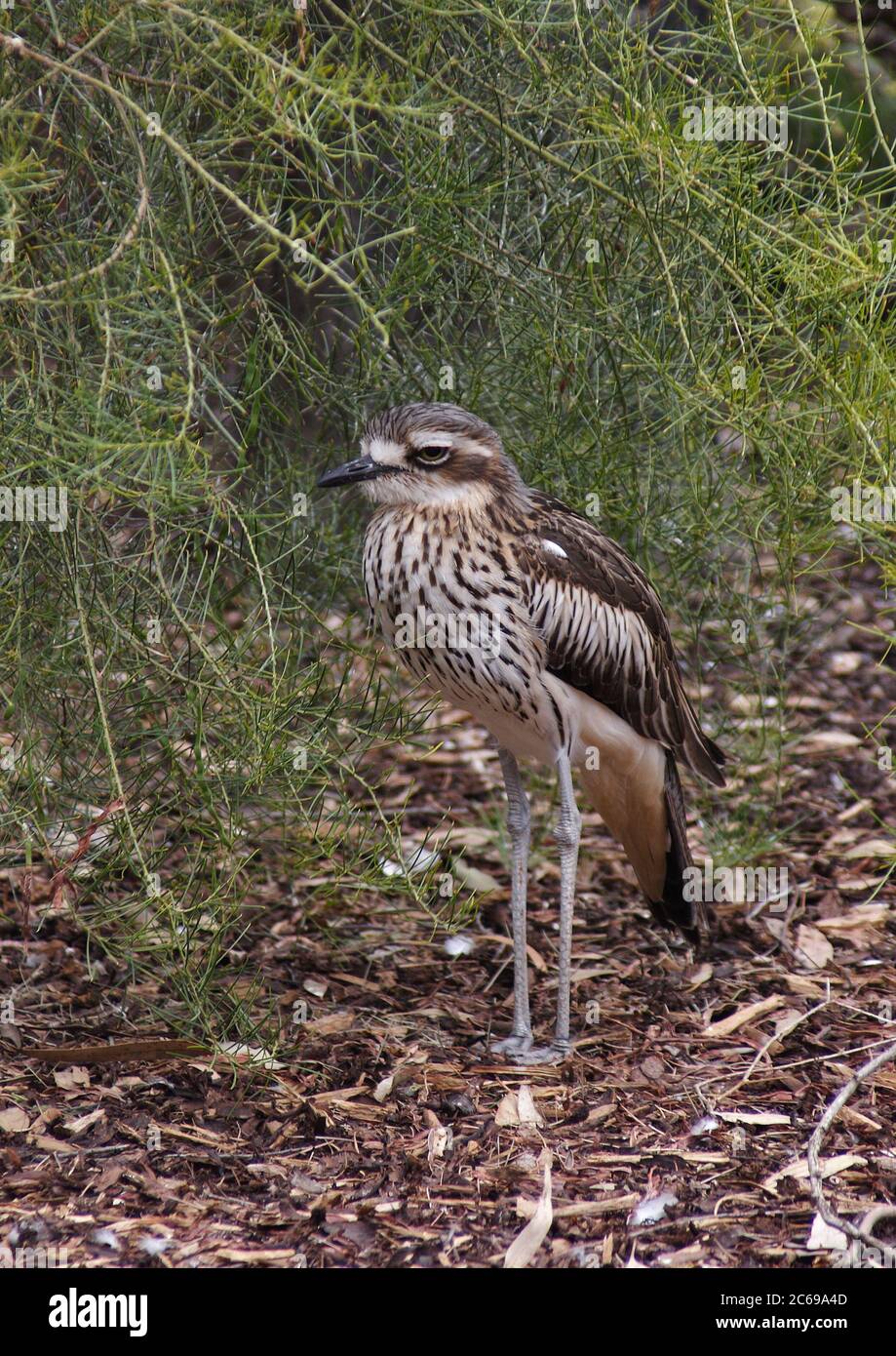 Australian ground dwelling bird hi-res stock photography and images - Alamy
