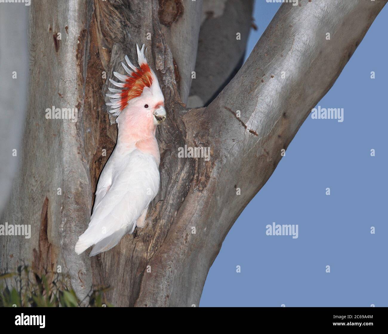 Major Mitchell's Cockatoo (Cacatua leadbeateri) perched in a tree Stock ...