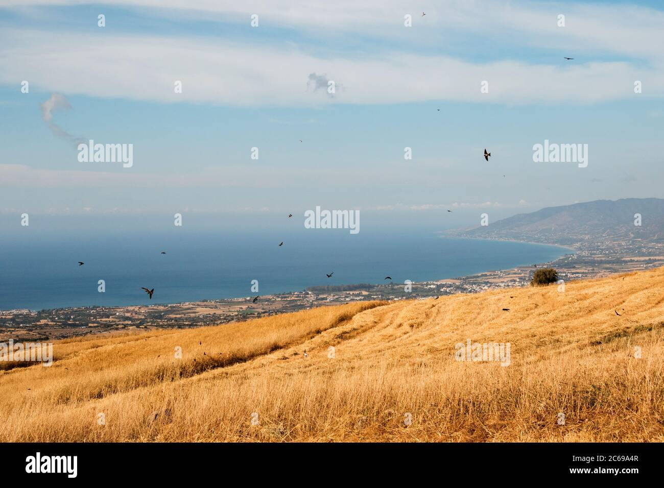Harvest at Fasli, Paphos, Cyprus Stock Photo - Alamy