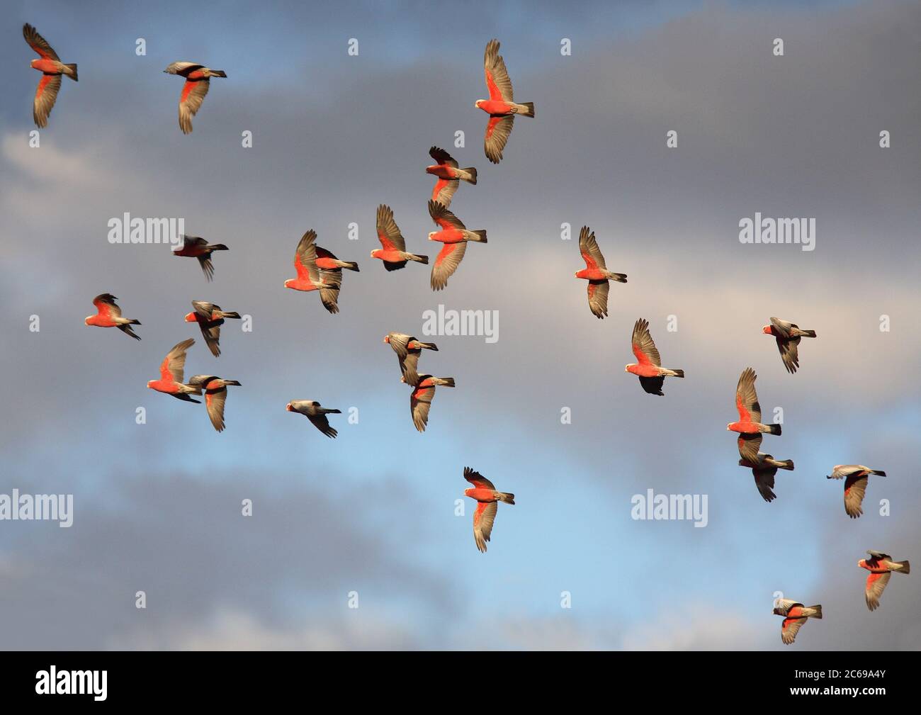 Galah (Eolophus roseicapilla) flock in flight Stock Photo - Alamy