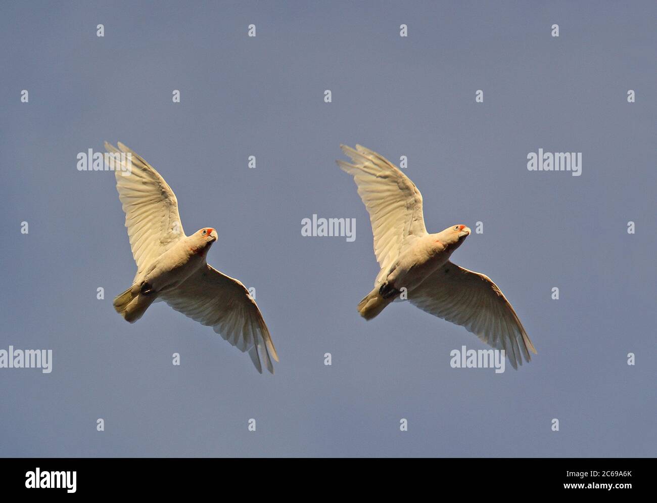 An australian long billed corella flying hi-res stock photography and ...