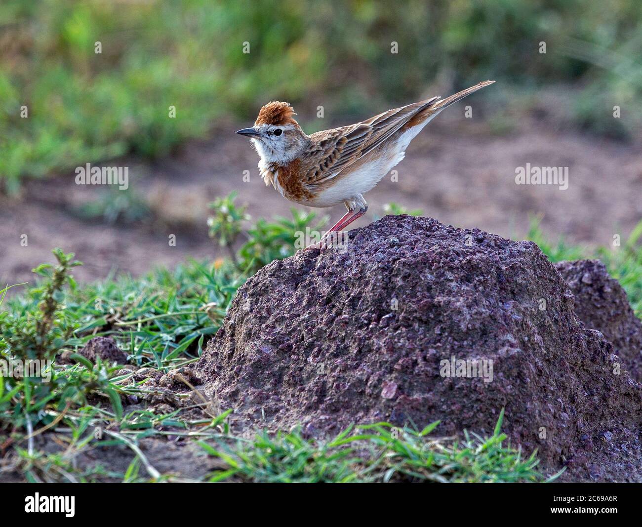 Red-capped Lark Calandrella cinerea williamsi adult male displaying in ...