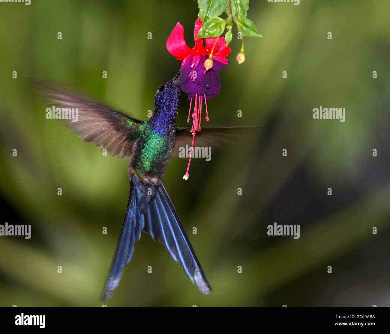 Swallow-tailed Hummingbird (Eupetomena macroura) male feeding in flight ...