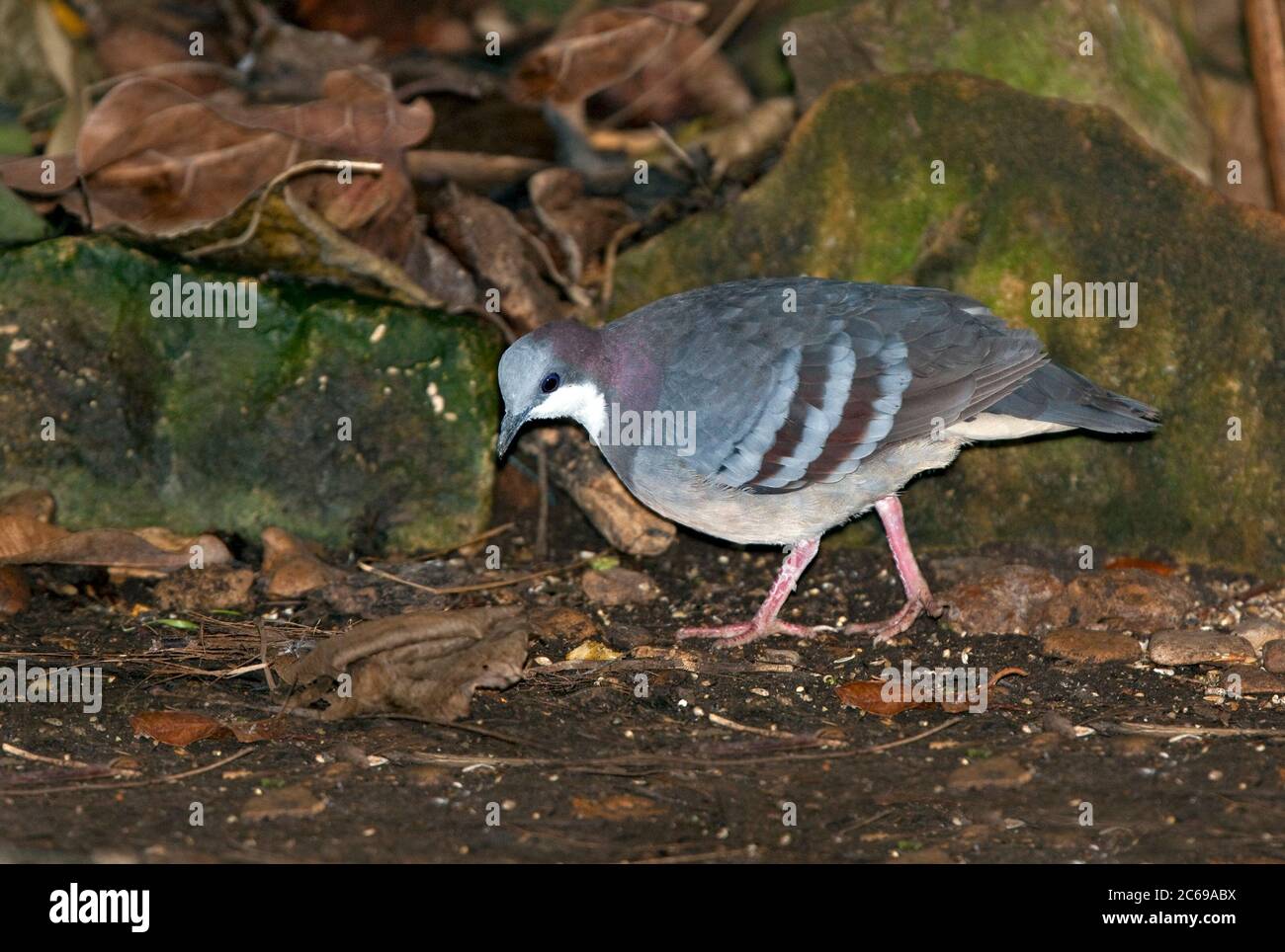 Luzon Bleeding-heart (Gallicolumba luzonica) foraging in the forest of ...