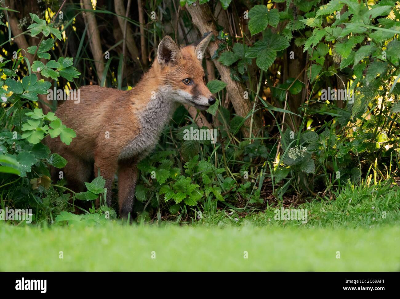 A cute wild Red Fox (Vulpes vulpes) cub emerges from the undergrowth, Warwickshire Stock Photo ...