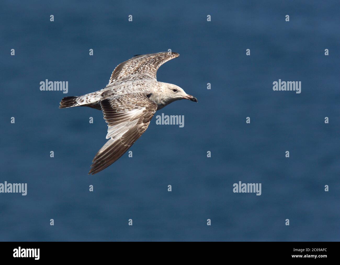 First-summer European Herring Gull (Larus argentatus) in flight over ...