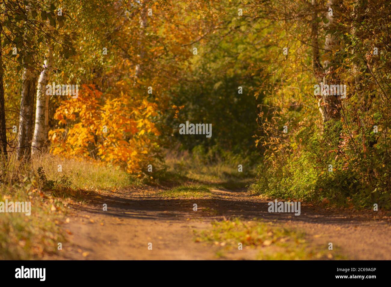 Forest in surrounding road. Fairy tale woodland. Dirt road through fall ...