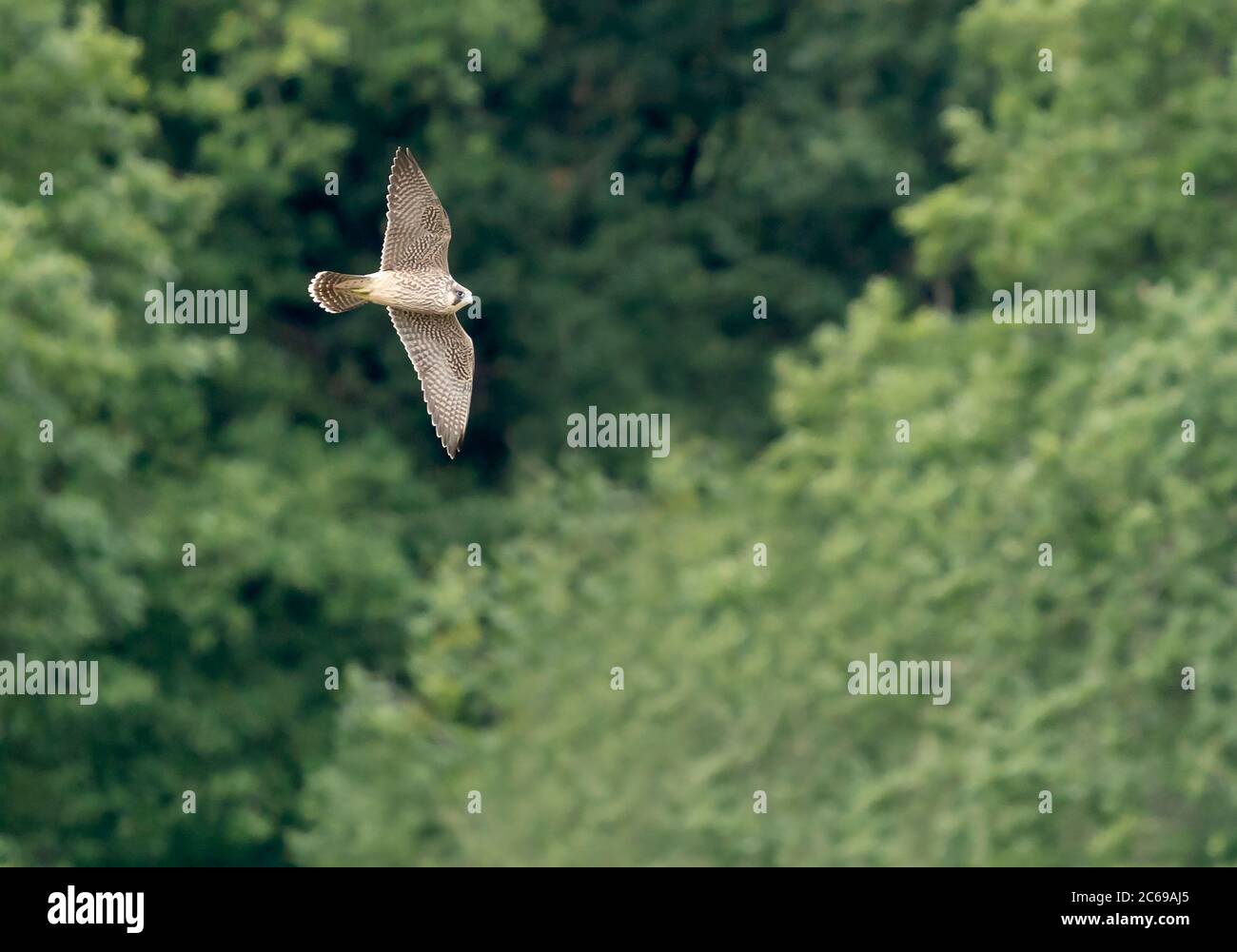 A juvenile Peregrine Falcon (Falco peregrinus) in flight over the Avon ...