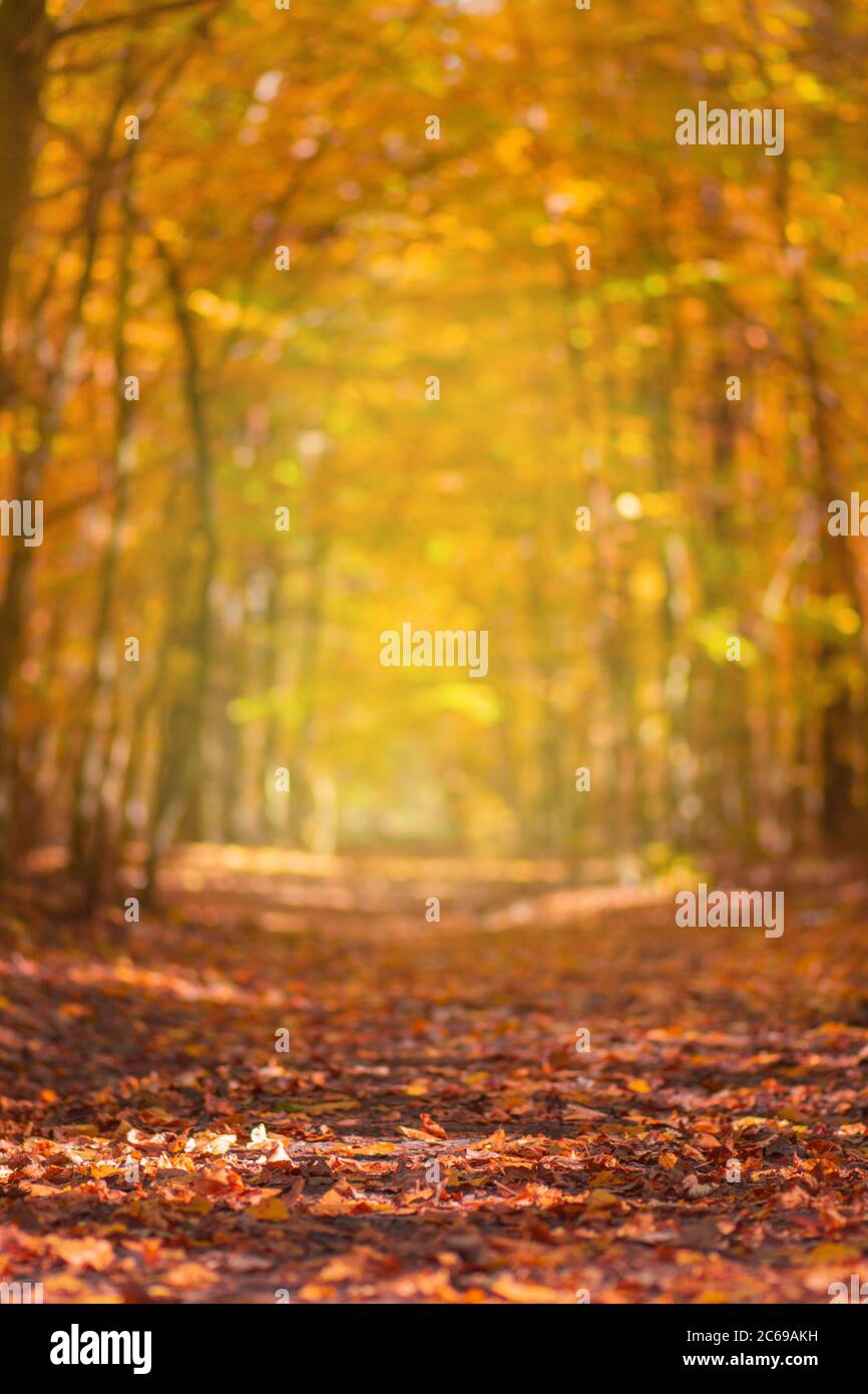 Red, orange, green, yellow trees on fall road. Landscape photography ...
