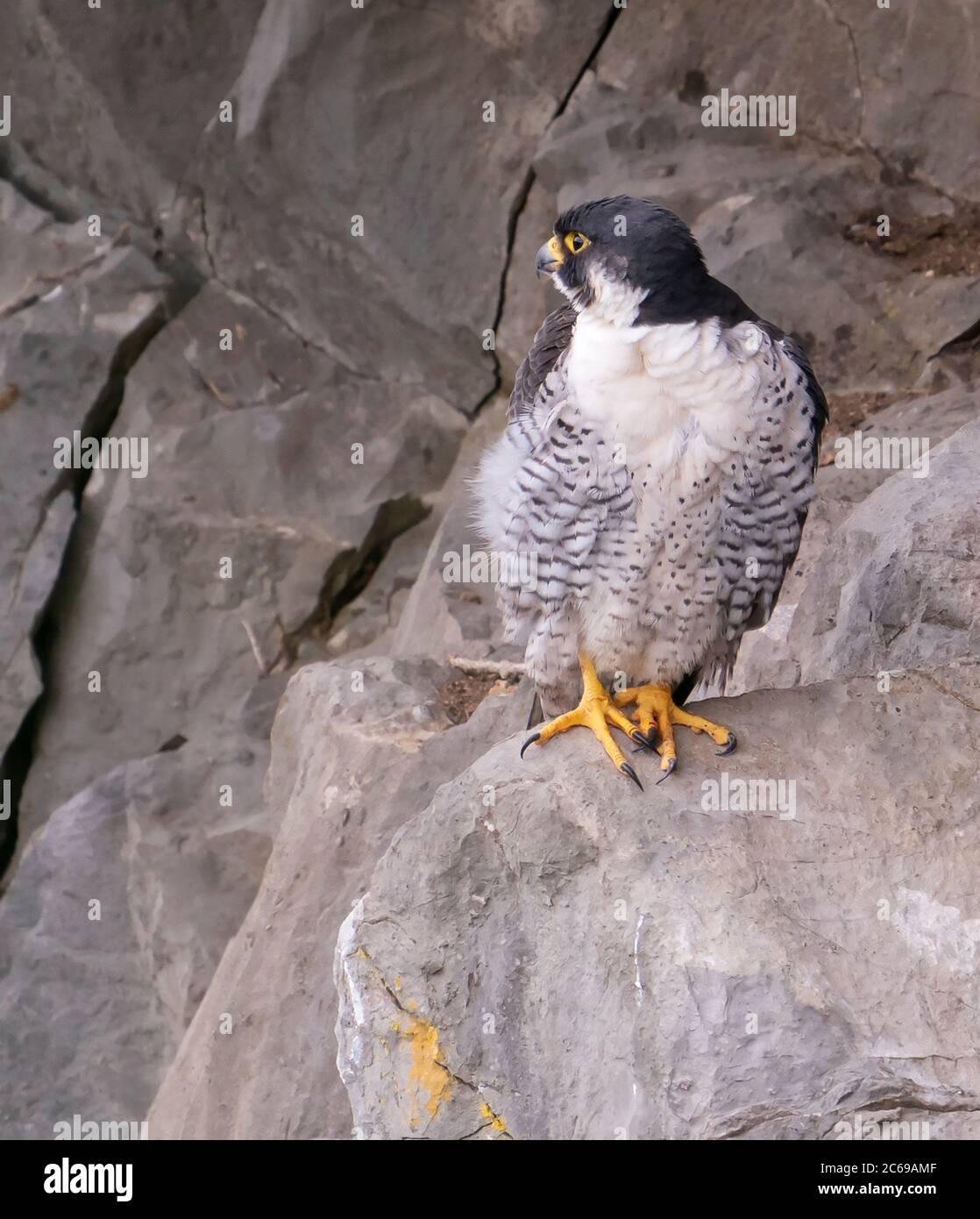 Male peregrine falcon hi-res stock photography and images - Alamy