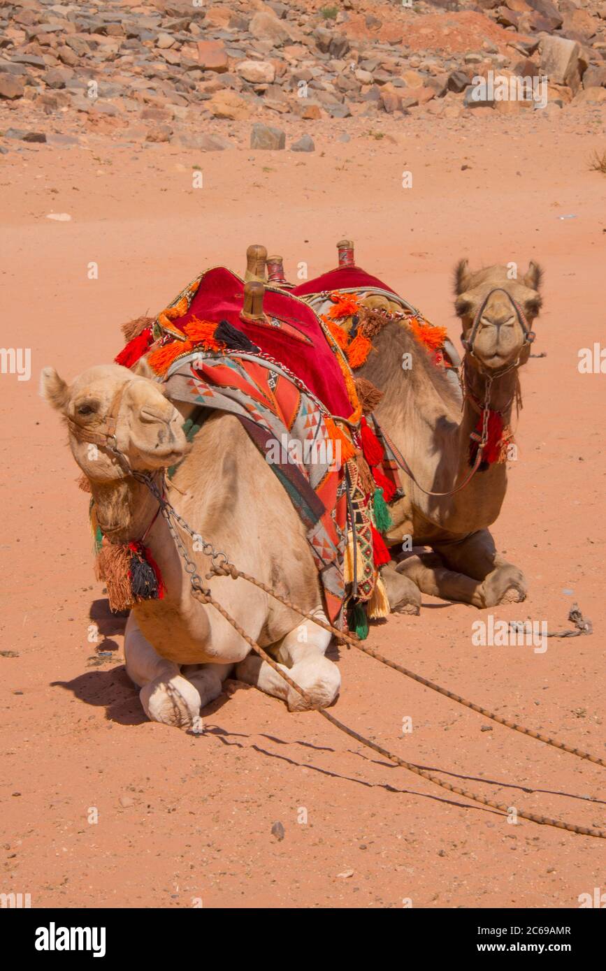 Asia, Middle East, Jordan, Wadi Rum, dromedary camel Stock Photo - Alamy