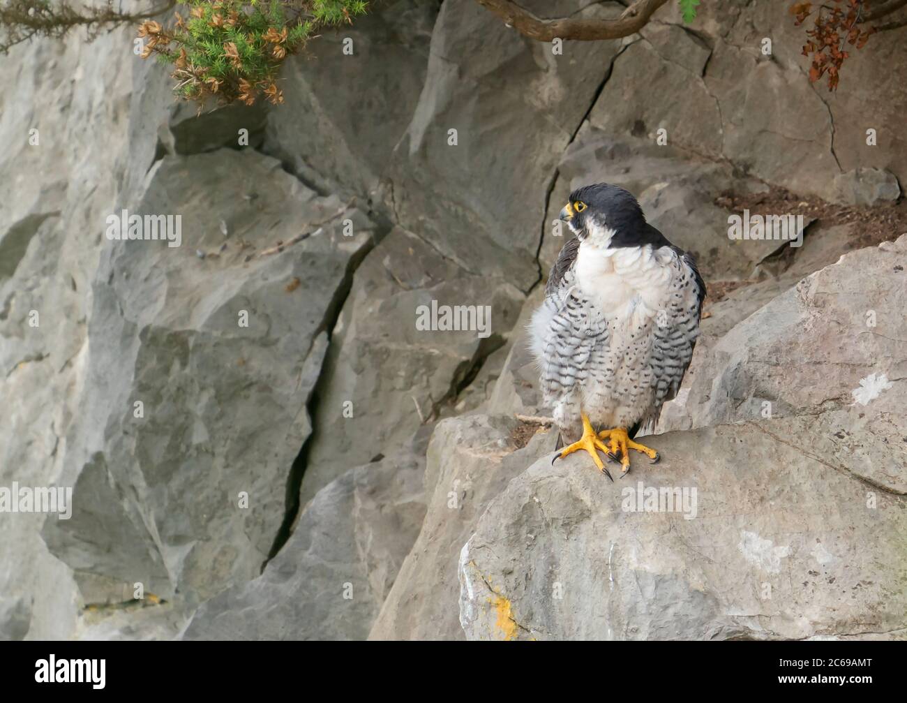 Male peregrine falcon hi-res stock photography and images - Alamy