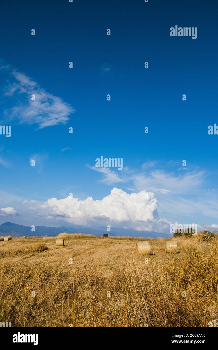 Harvest at Fasli, Paphos, Cyprus Stock Photo - Alamy