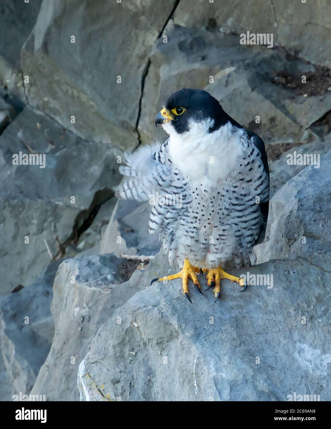 An adult male Peregrine Falcon (Falco peregrinus) perched on cliff face ...