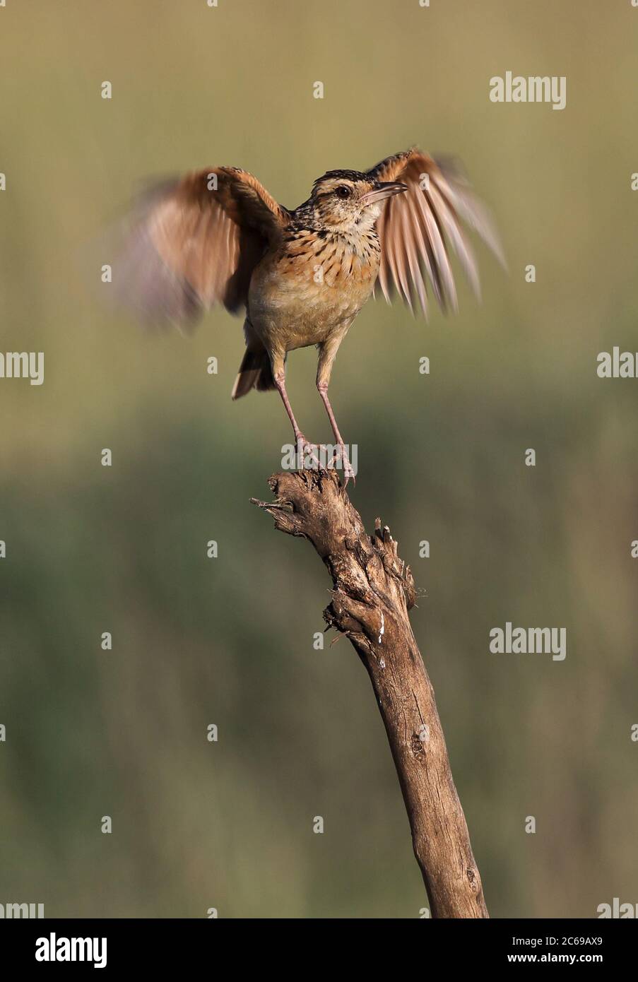 African bird species jumping Stock Photo - Alamy