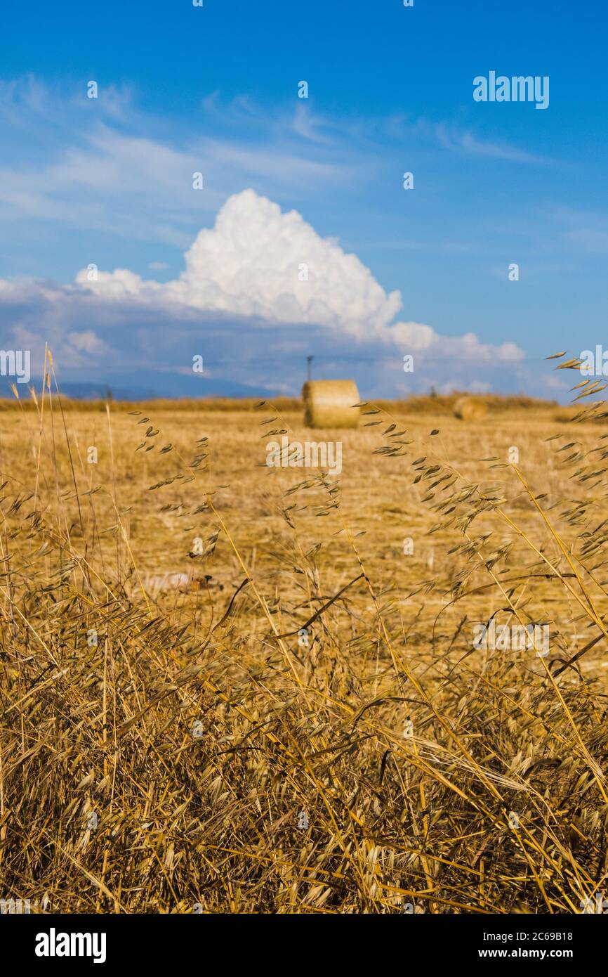 Harvest at Fasli, Paphos, Cyprus Stock Photo - Alamy