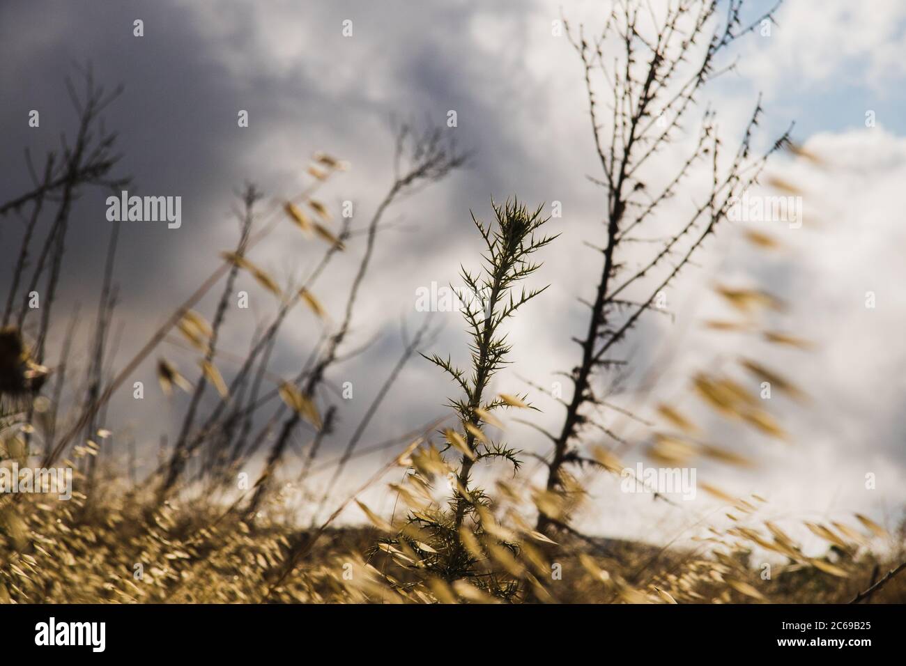 Harvest at Fasli, Paphos, Cyprus Stock Photo - Alamy