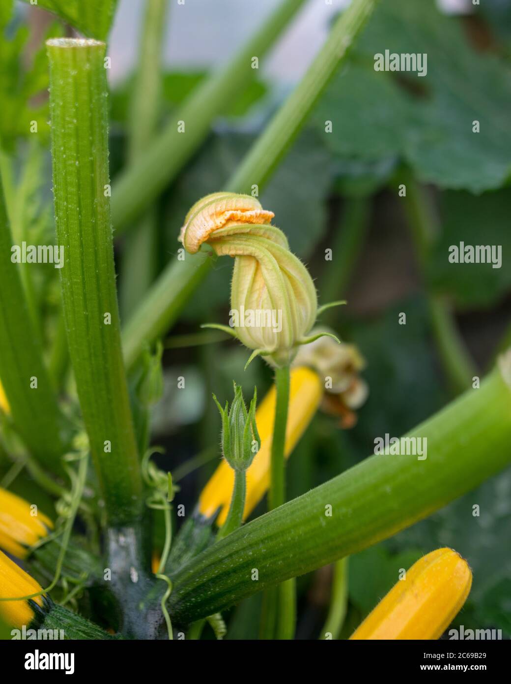 summer landscape with yellow courgette flowers in the summer garden ...