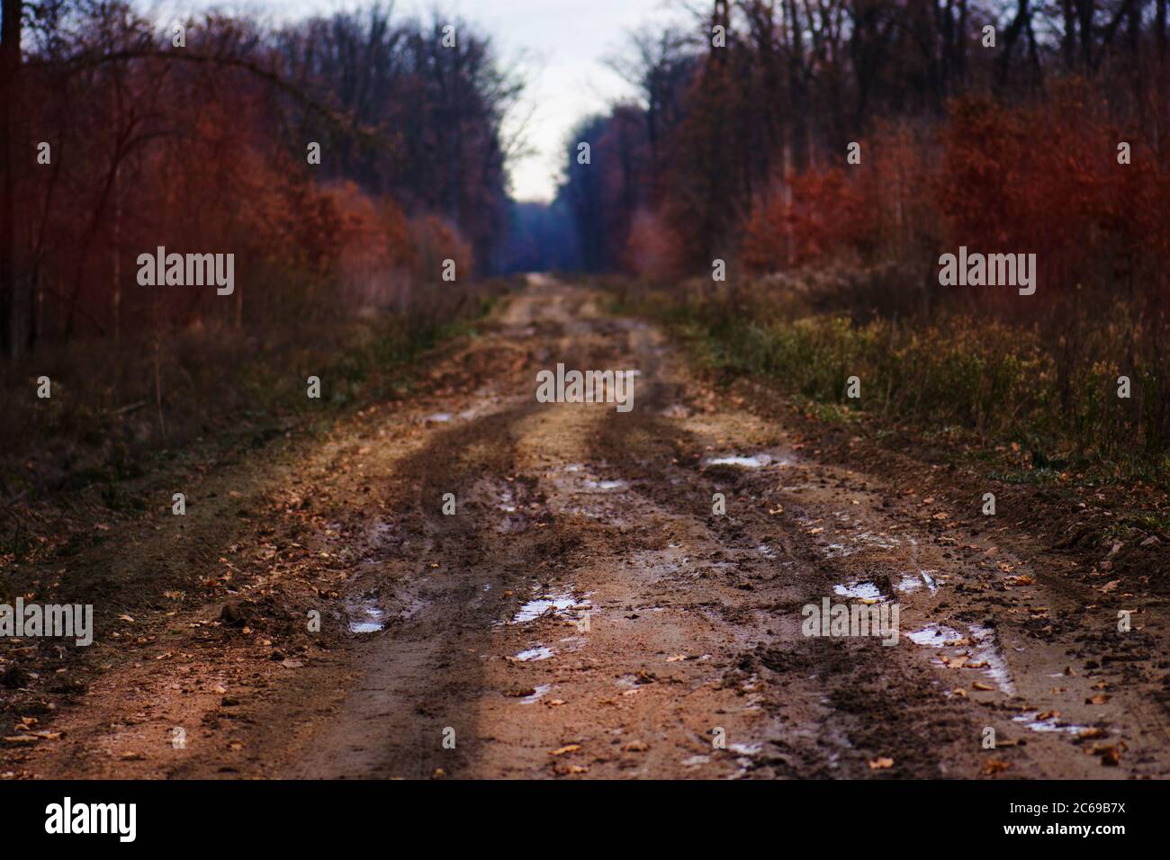 Magic autumn forest road. Lovely dreamy fall forest. Fantasy autumn ...