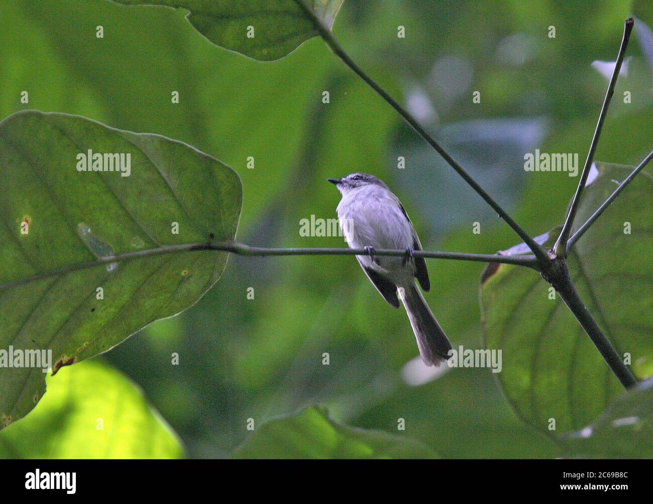 Atlantic forest bra hi-res stock photography and images - Alamy