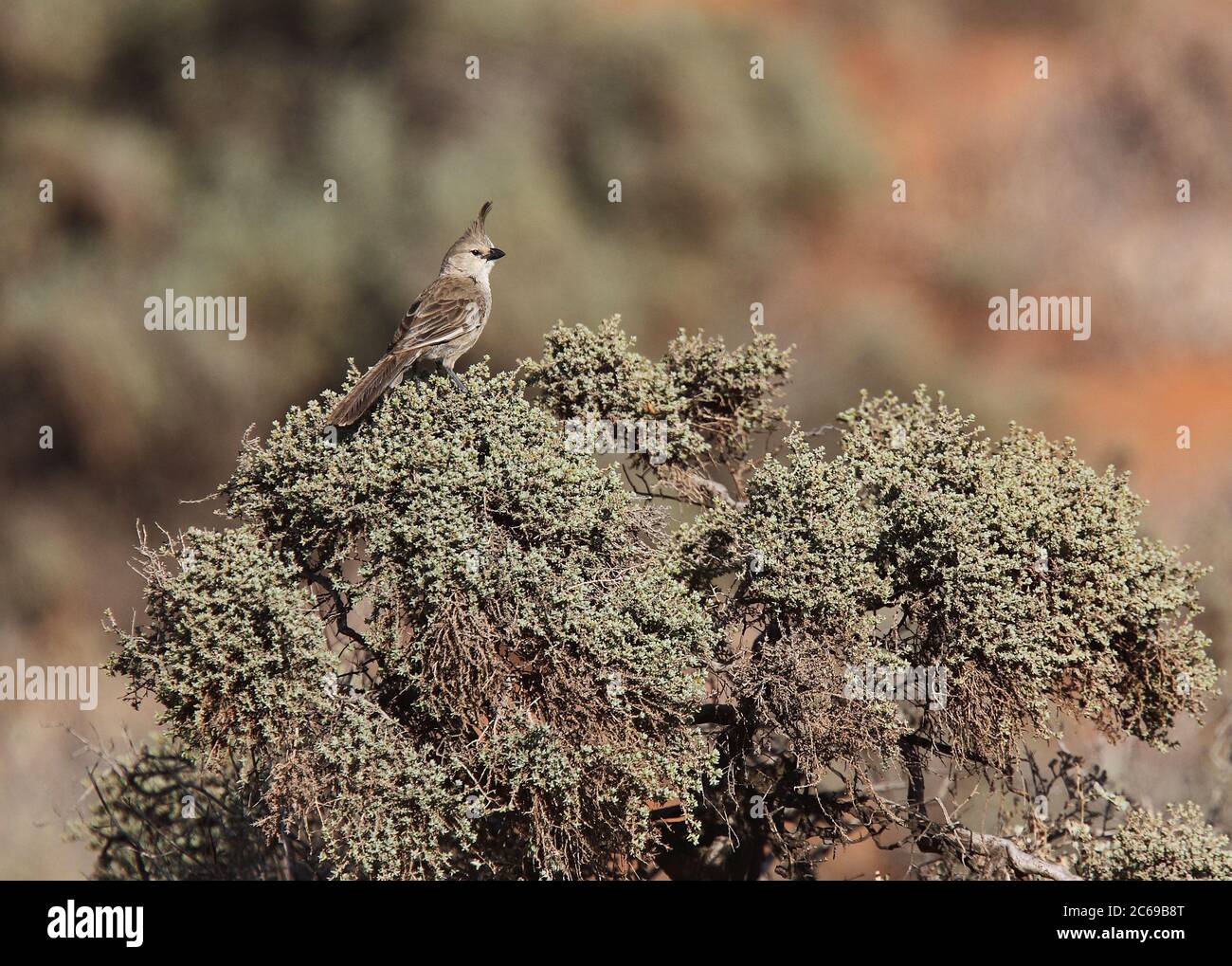 Chirruping Wedgebill (Psophodes cristatus) perched on a low bush in ...