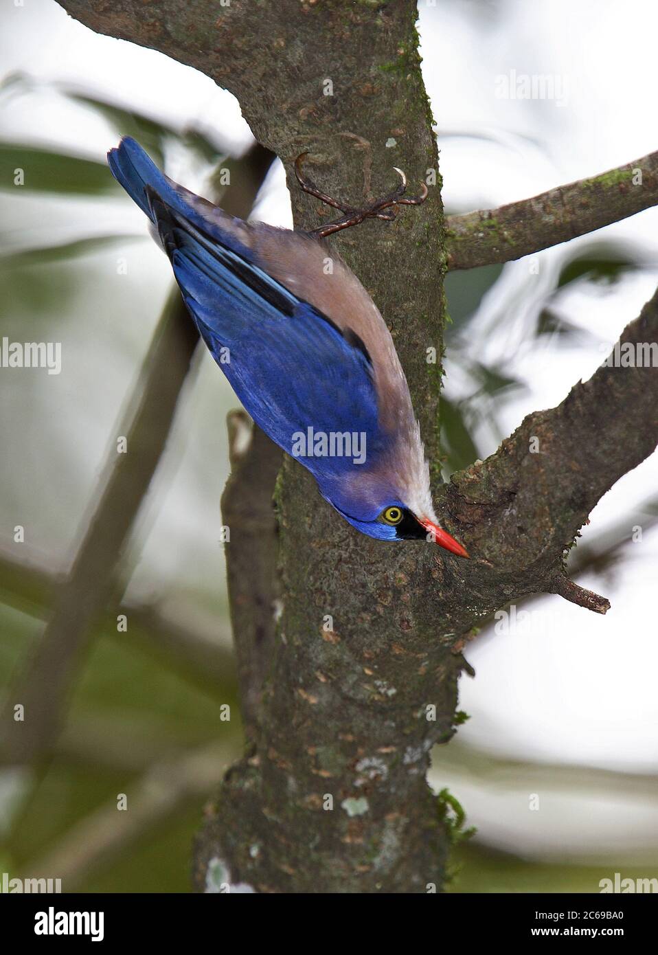 Velvet-fronted Nuthatch (Sitta frontalis) perched at a tree Stock Photo ...