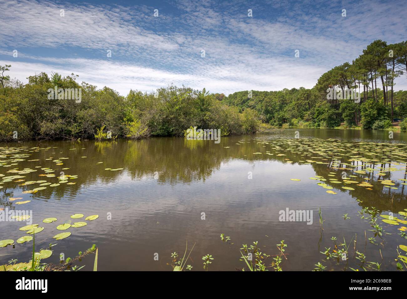 Views of the Aureilhan Lake, in the Landes Department, France. The pond ...