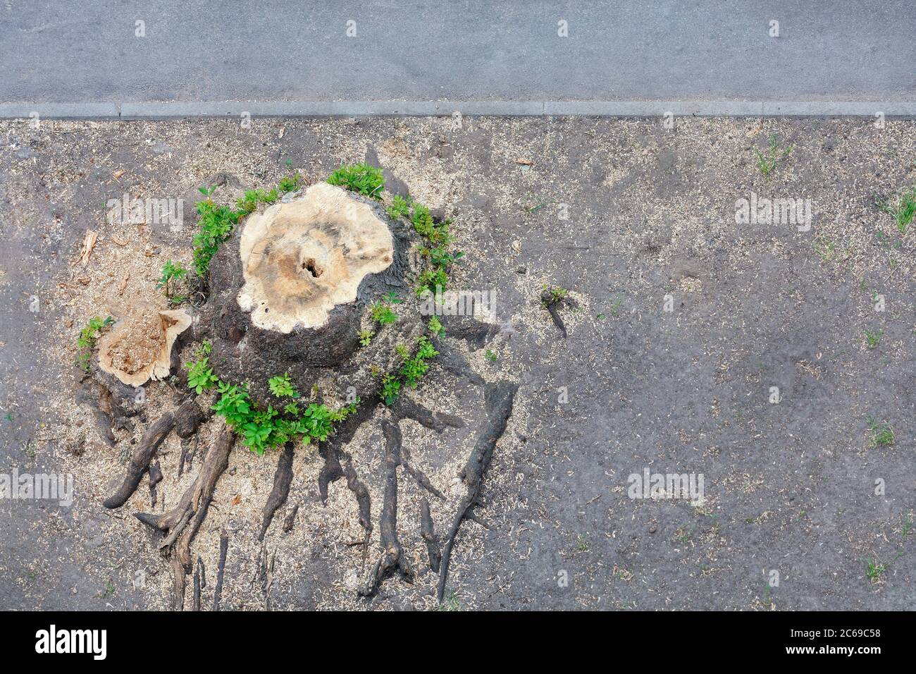 Large rotten stump with spreading powerful roots protruding to the ...