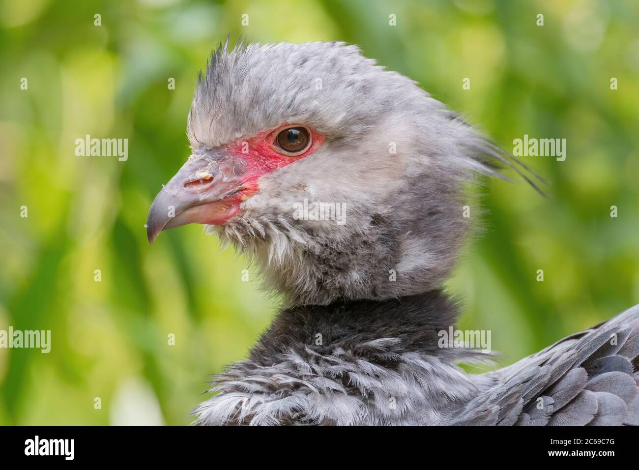 Southern Screamer - Chauna torquata, portrait of large ground bird from ...