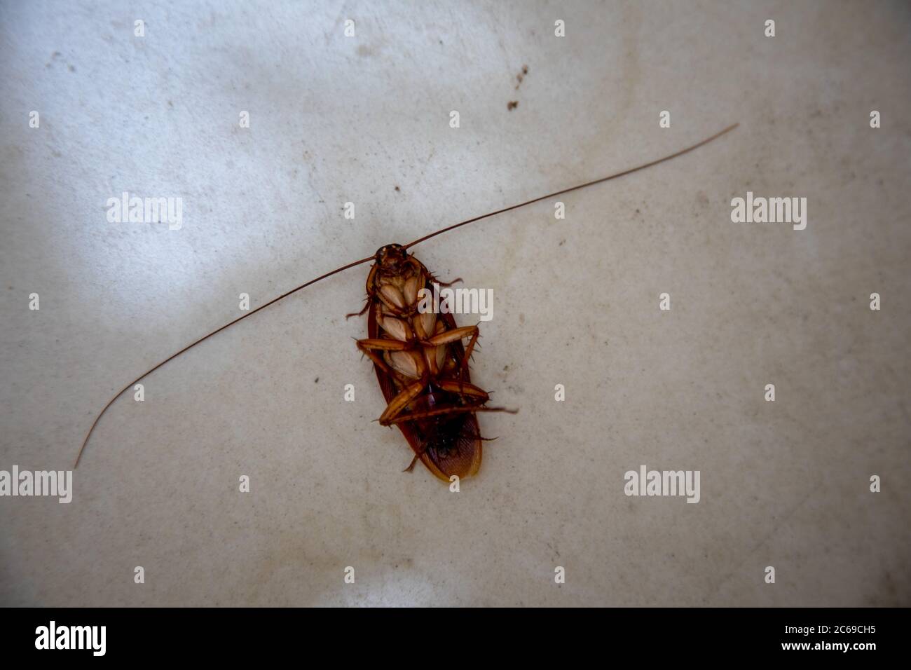 Big cockroach hi-res stock photography and images - Alamy