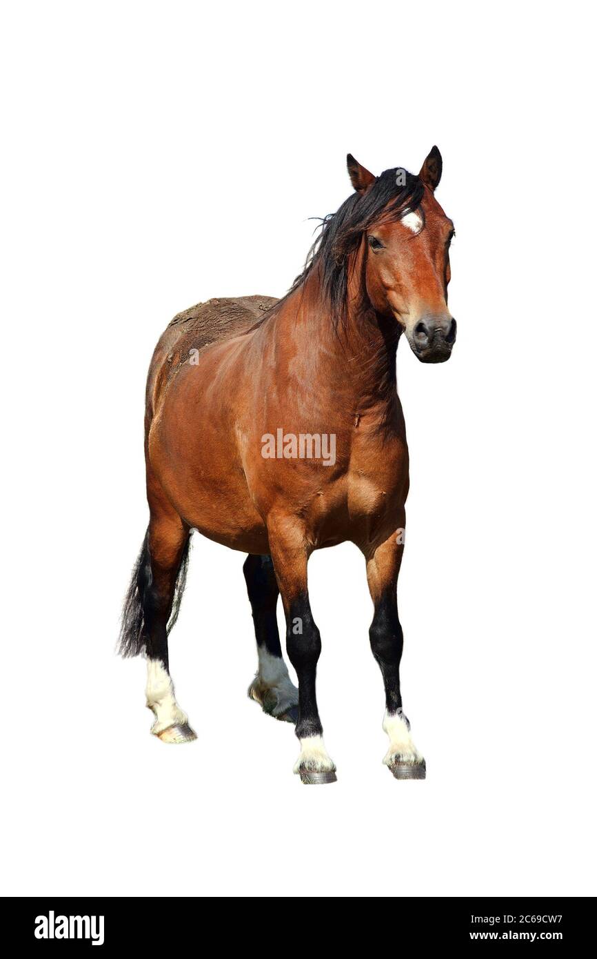 Thoroughbred horse cut out Cut Out Stock Images & Pictures - Alamy
