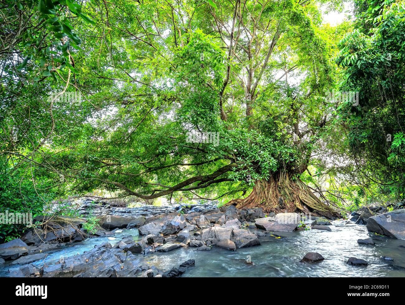 Ancient Ficus bengalensis grows by stream in a tropical forest. The ...