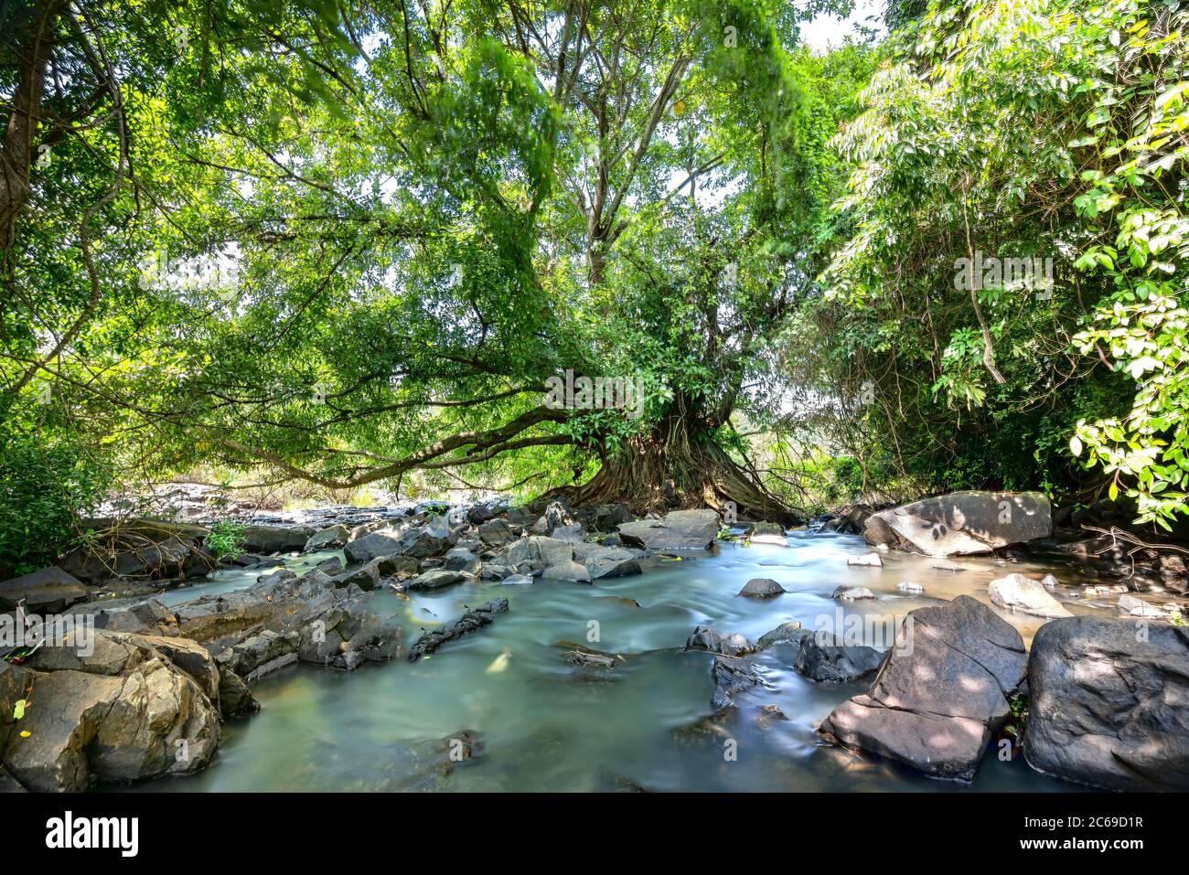 Ancient Ficus bengalensis grows by stream in a tropical forest. The ...