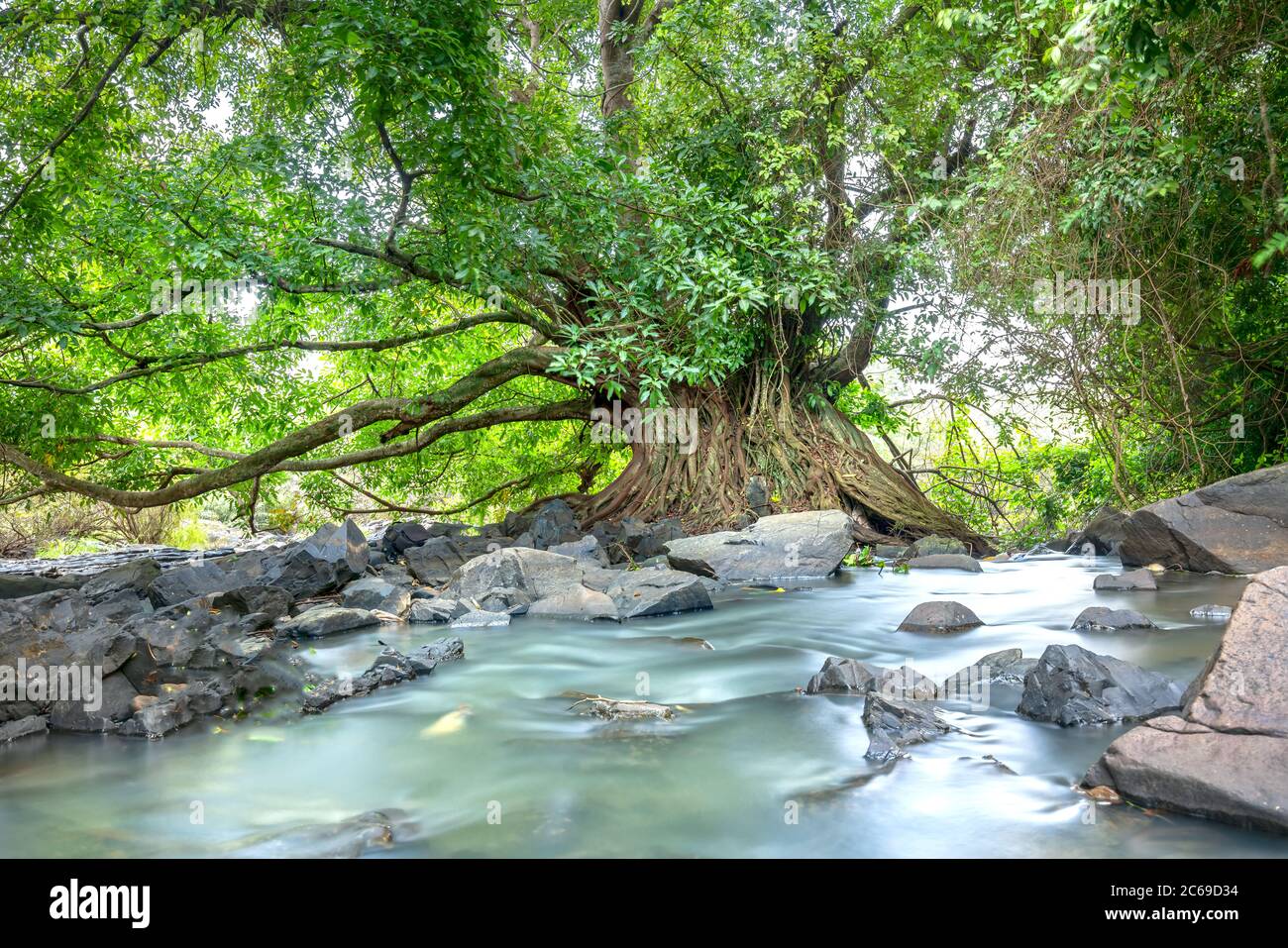 Ancient Ficus bengalensis grows by stream in a tropical forest. The ...