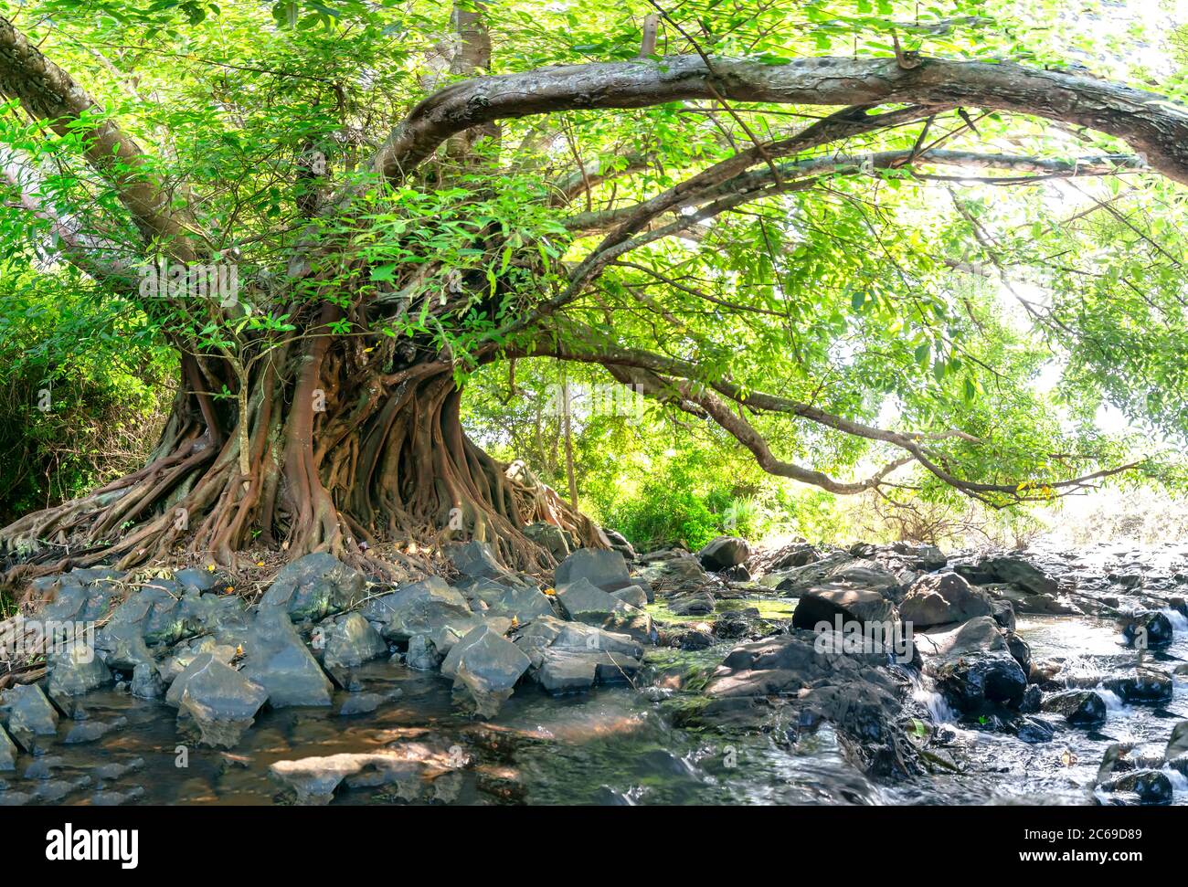 Ancient Ficus bengalensis grows by stream in a tropical forest. The ...