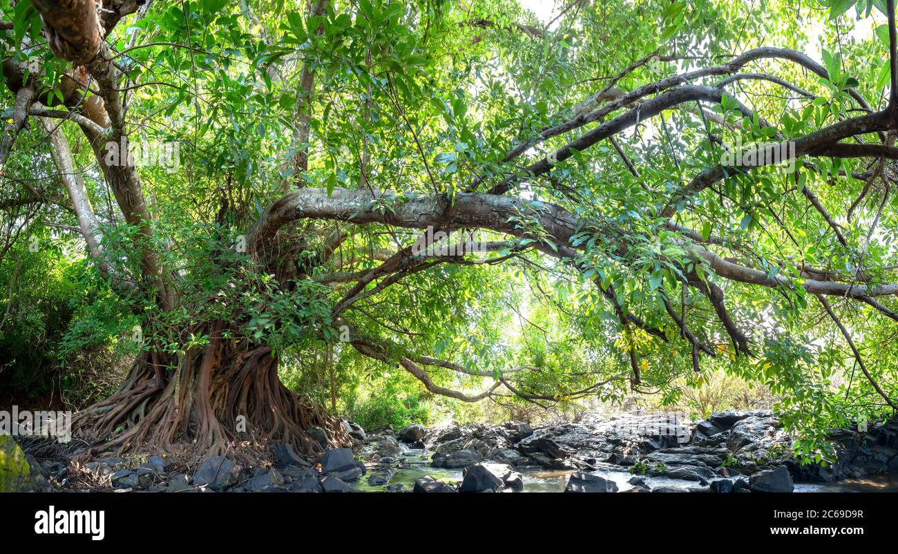 Ancient Ficus bengalensis grows by stream in a tropical forest. The ...