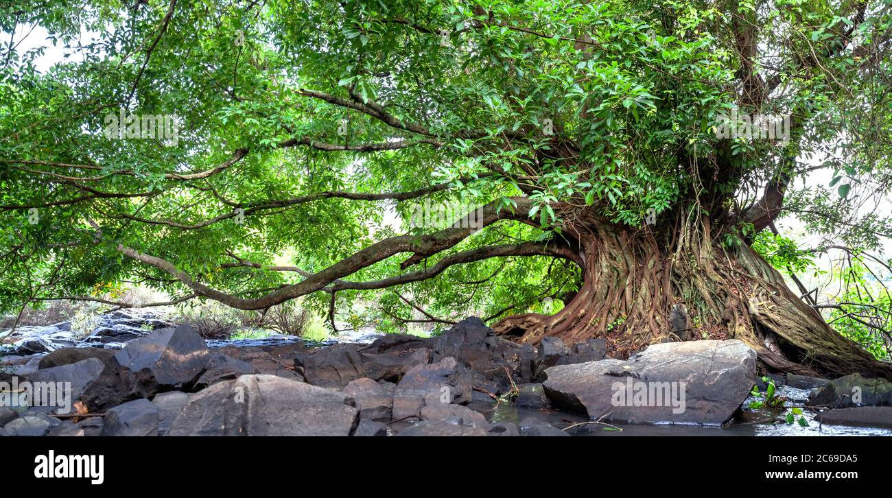 Ancient Ficus bengalensis grows by stream in a tropical forest. The ...