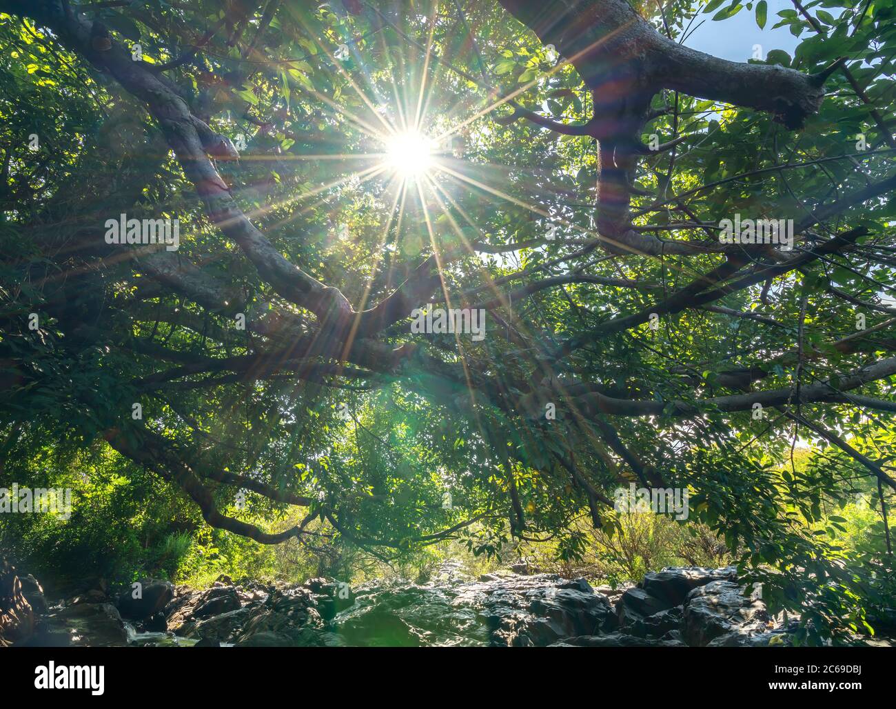Ancient Ficus bengalensis grows by stream in a tropical forest. The ...