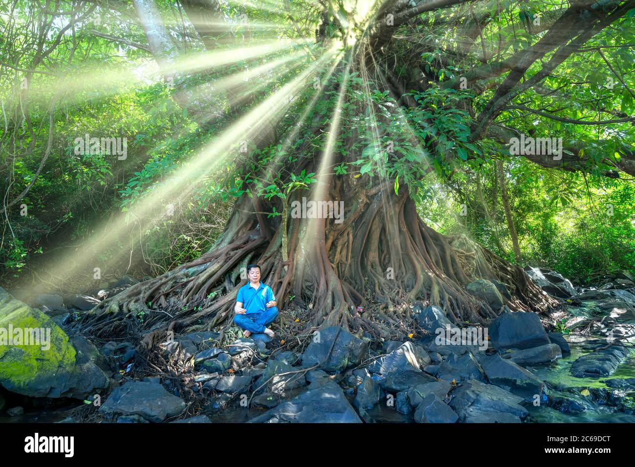 silhouette man meditating under a tree tried in tropical forests in ...