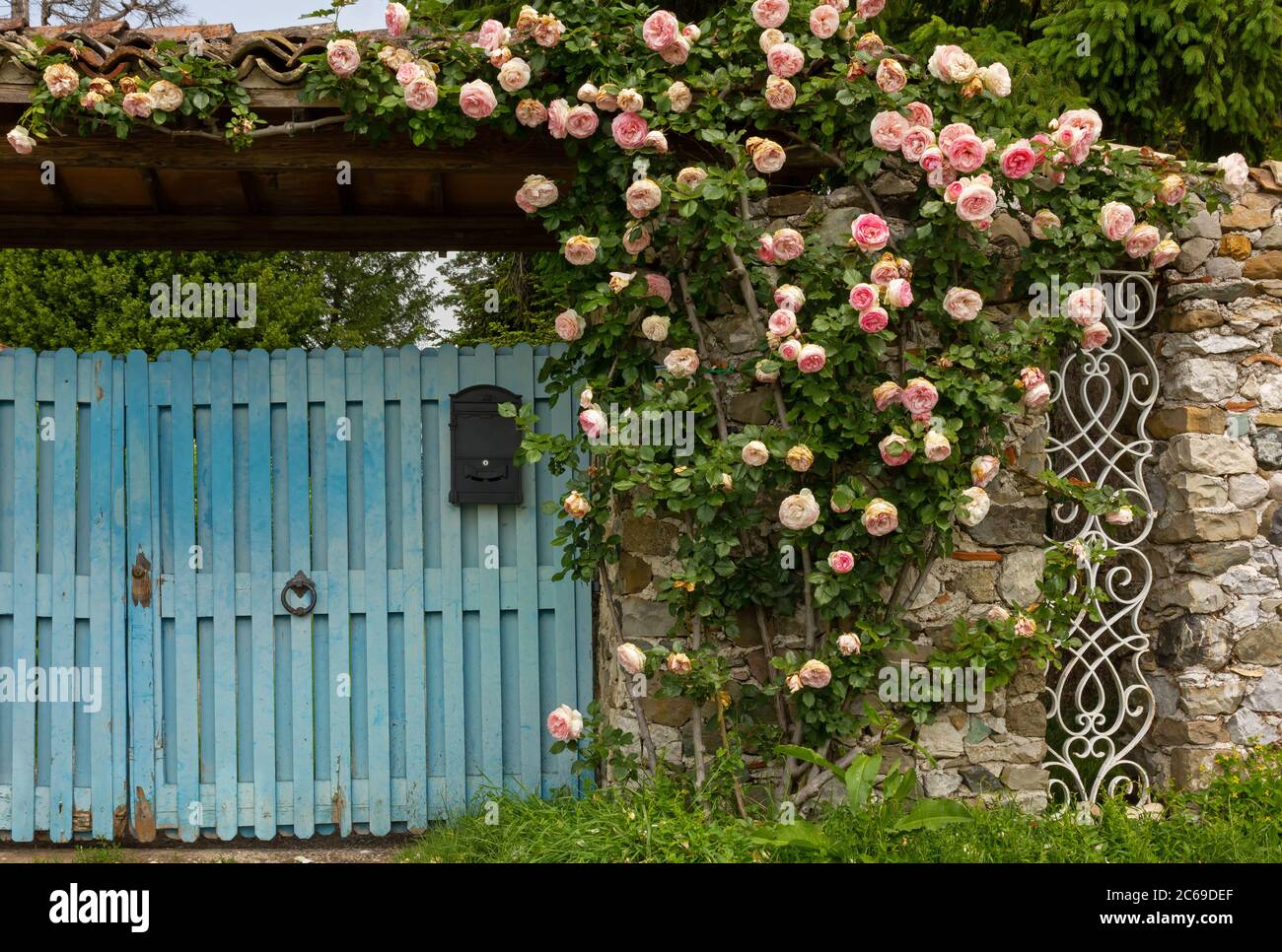 Climbing roses decorating a light blue wooden gate Stock Photo - Alamy