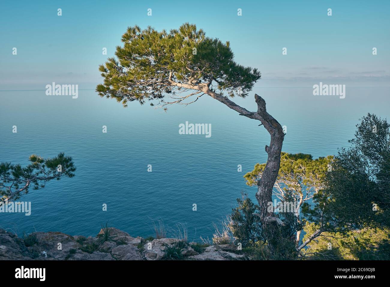Trees growing on the rocky cliff of northern Mallorca Stock Photo - Alamy