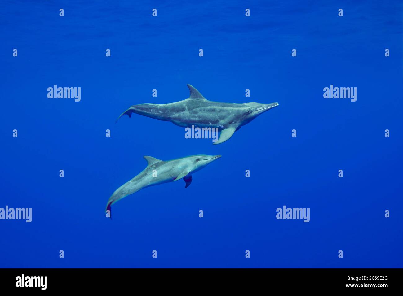Roughtoothed dolphin hi-res stock photography and images - Alamy