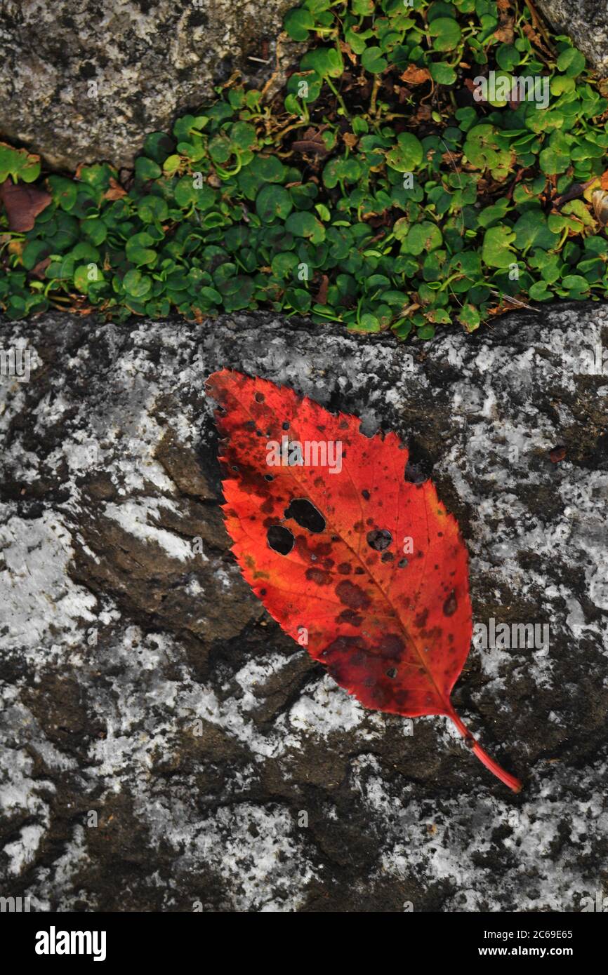 Autumn leaves that fall on the rock Stock Photo - Alamy