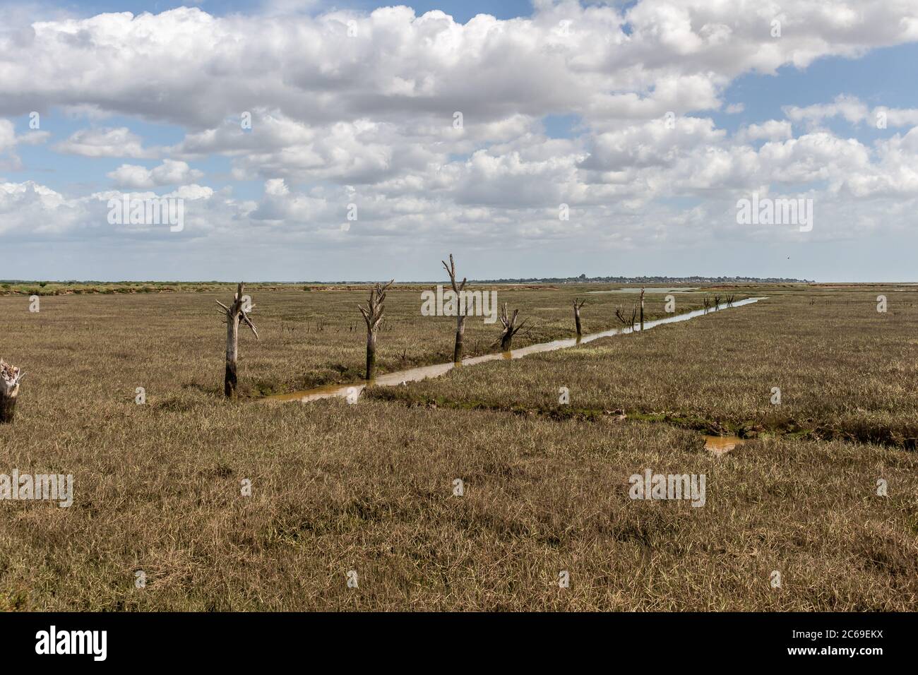 A line of dead trees on the Salt marshes at Tollesbury, Essex Stock ...