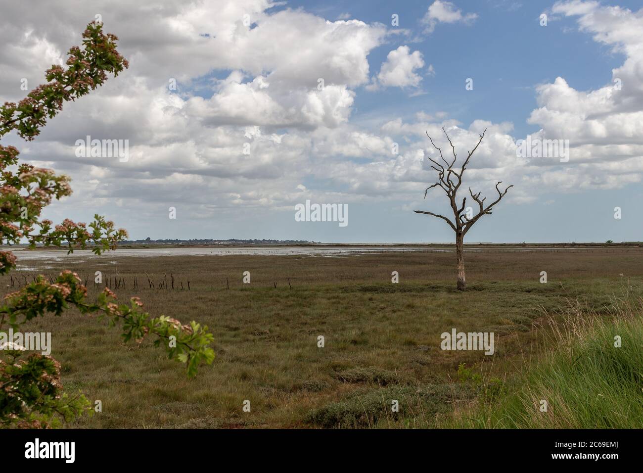 A lone dead tree on the Salt marshes at Tollesbury, Essex Stock Photo ...