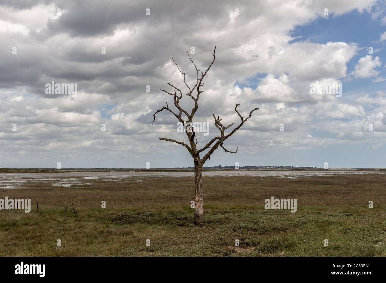 A lone dead tree on the Salt marshes at Tollesbury, Essex Stock Photo ...